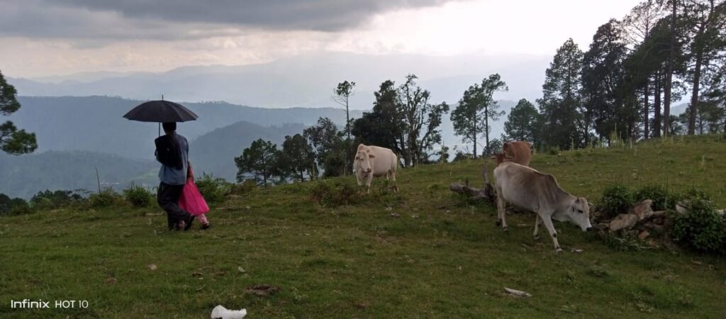 Badri A2 Cow Bilona Ghee 100 gms - Gavayaamritam
